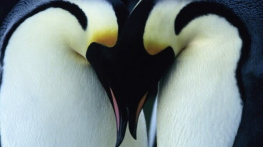 Resource - March of the Penguins: Film Guide - Into Film