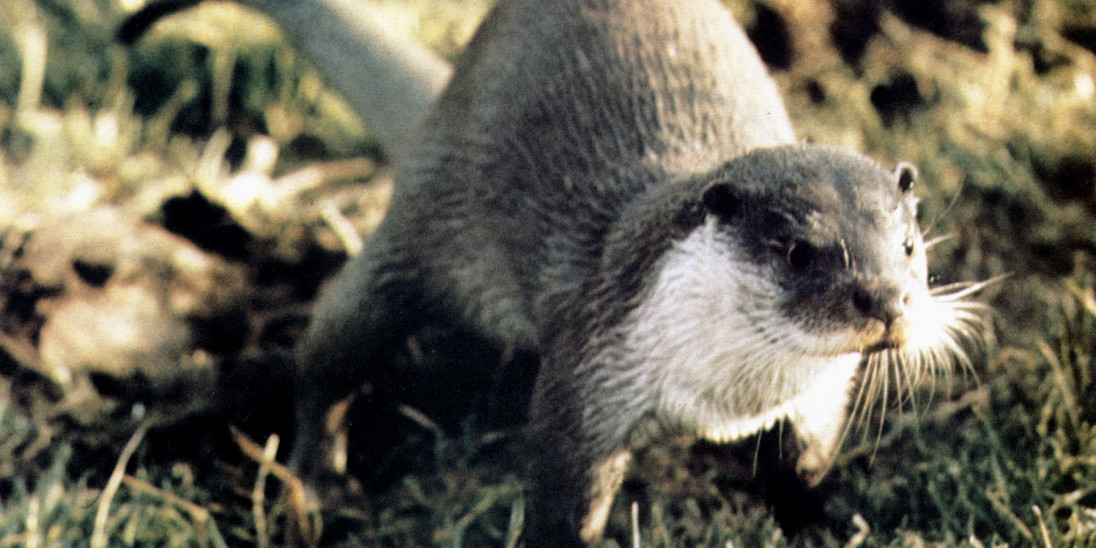 Film - Tarka The Otter - Into Film