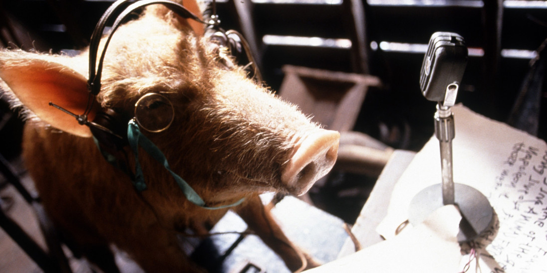 Snowball Pig Animal Farm