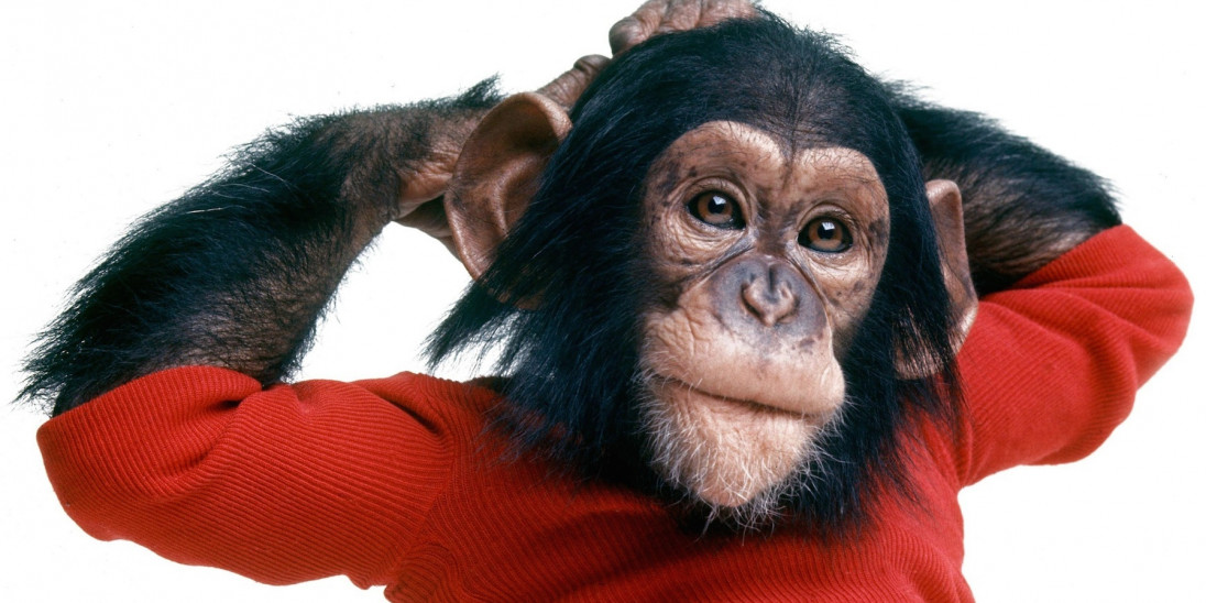 Film - Project Nim - Into Film