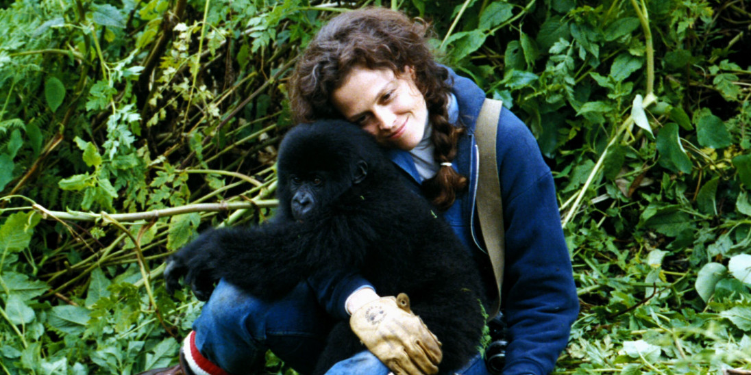 Film - Gorillas in the Mist - Into Film