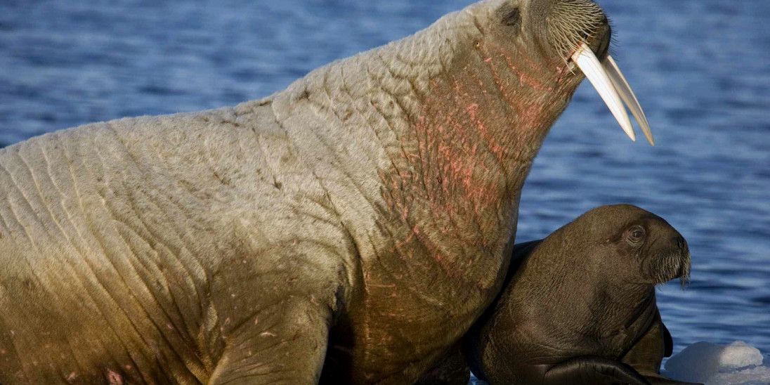 Film - Arctic Tale - Into Film