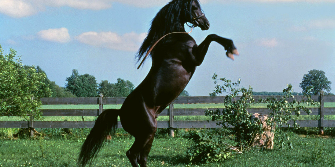 Film - The Black Stallion - Into Film
