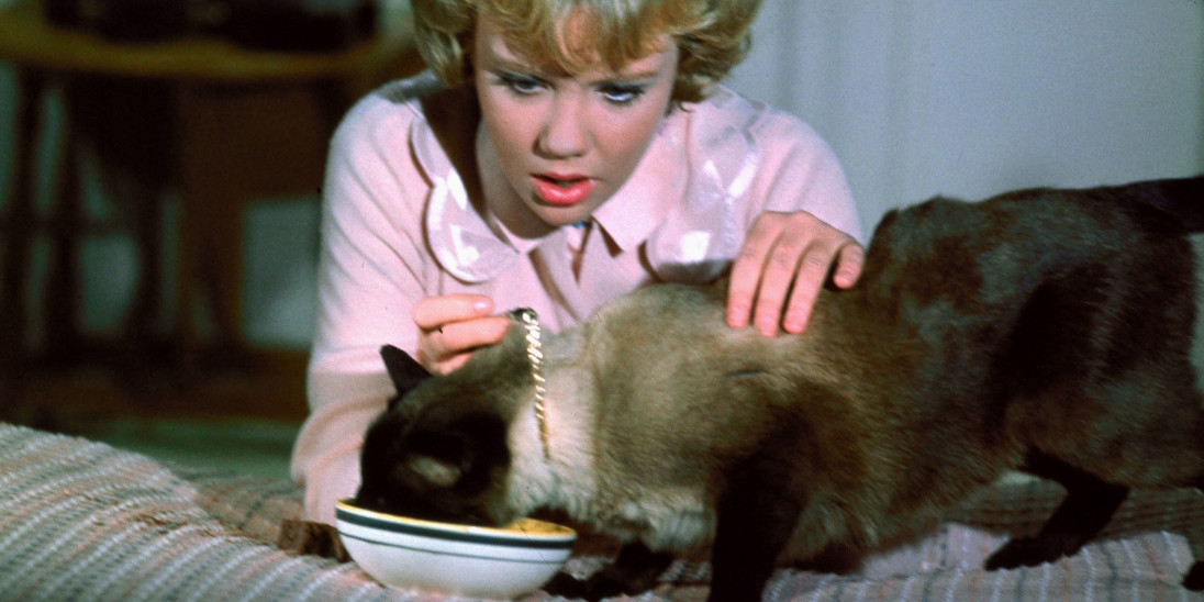 Film - That Darn Cat! - Into Film