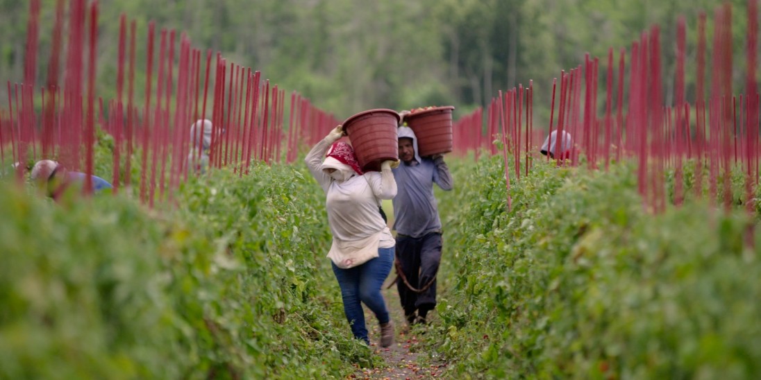 Film - Food, Inc. 2 - Into Film