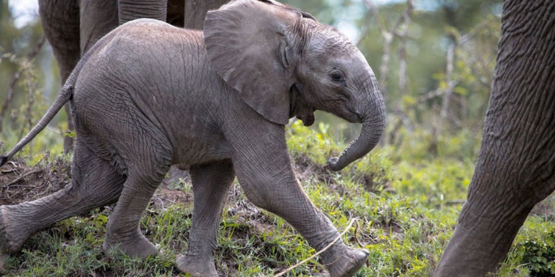 Film - Little Giant - Into Film