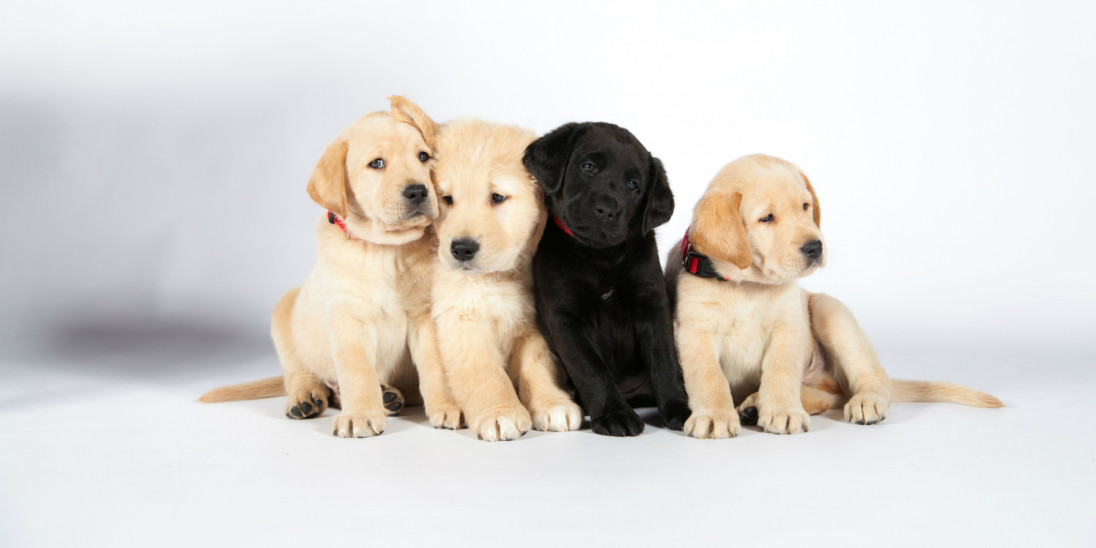 Film - Pick of the Litter - Into Film