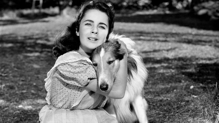 Film - Lassie Boxset - Lassie Come Home - Into Film