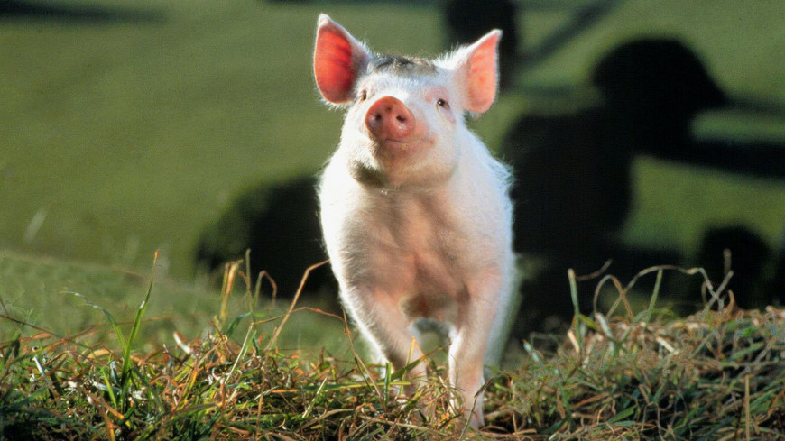 Film - Babe - Into Film