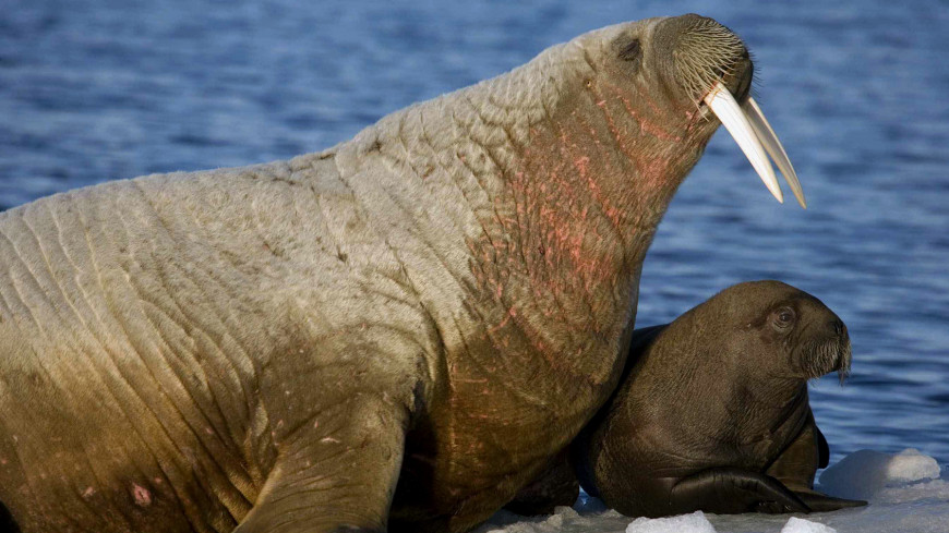 Film - Arctic Tale - Into Film