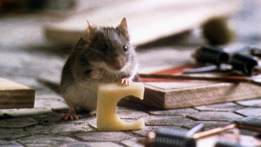 Film - Mousehunt - Into Film