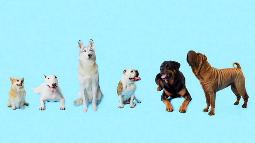 Film - How Dogs Got Their Shapes - Into Film