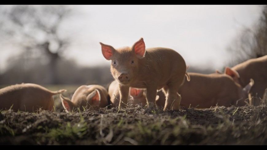 Film - Wilding - Into Film