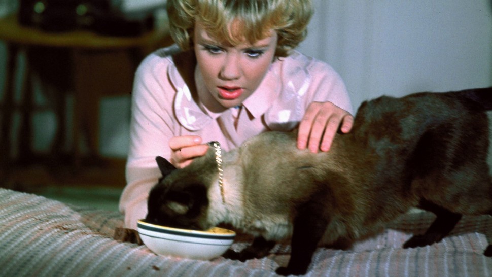 Film - That Darn Cat! - Into Film