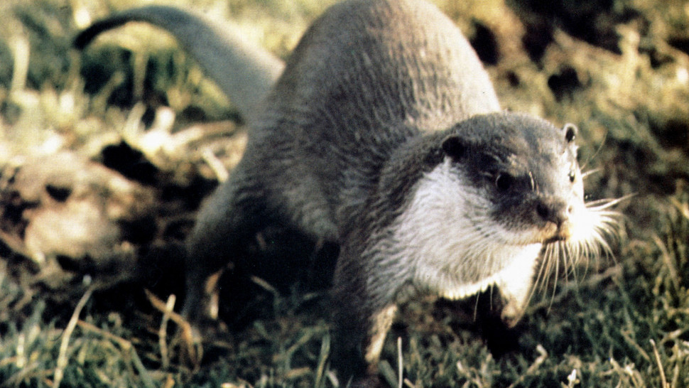Film - Tarka The Otter - Into Film
