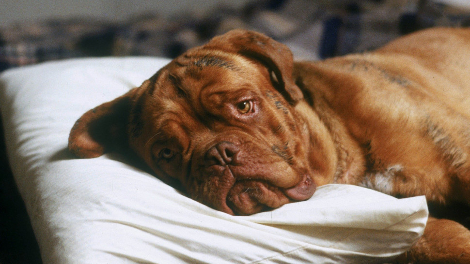 Film - Turner And Hooch - Into Film