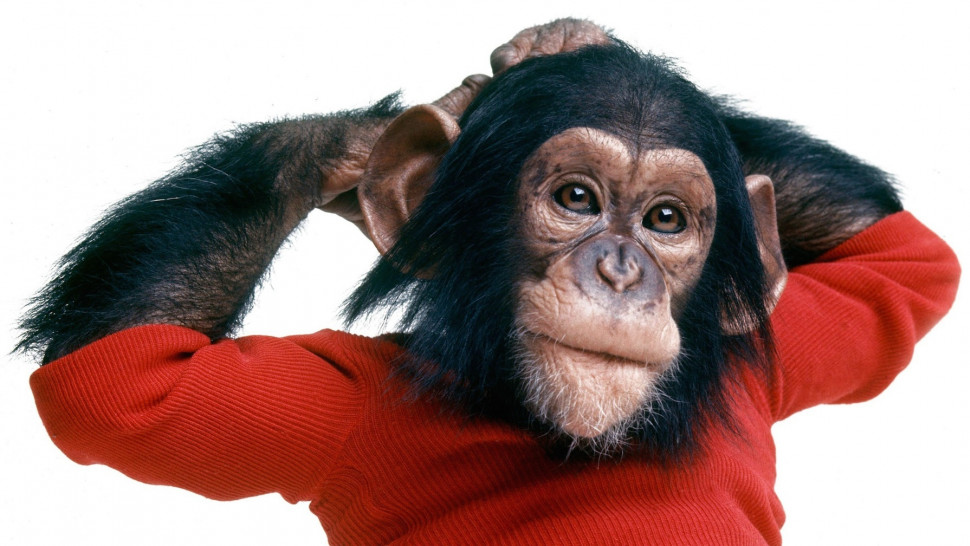 Film - Project Nim - Into Film