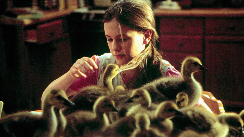 Film - Fly Away Home - Into Film