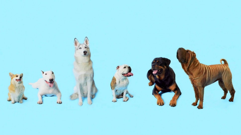 Film - How Dogs Got Their Shapes - Into Film